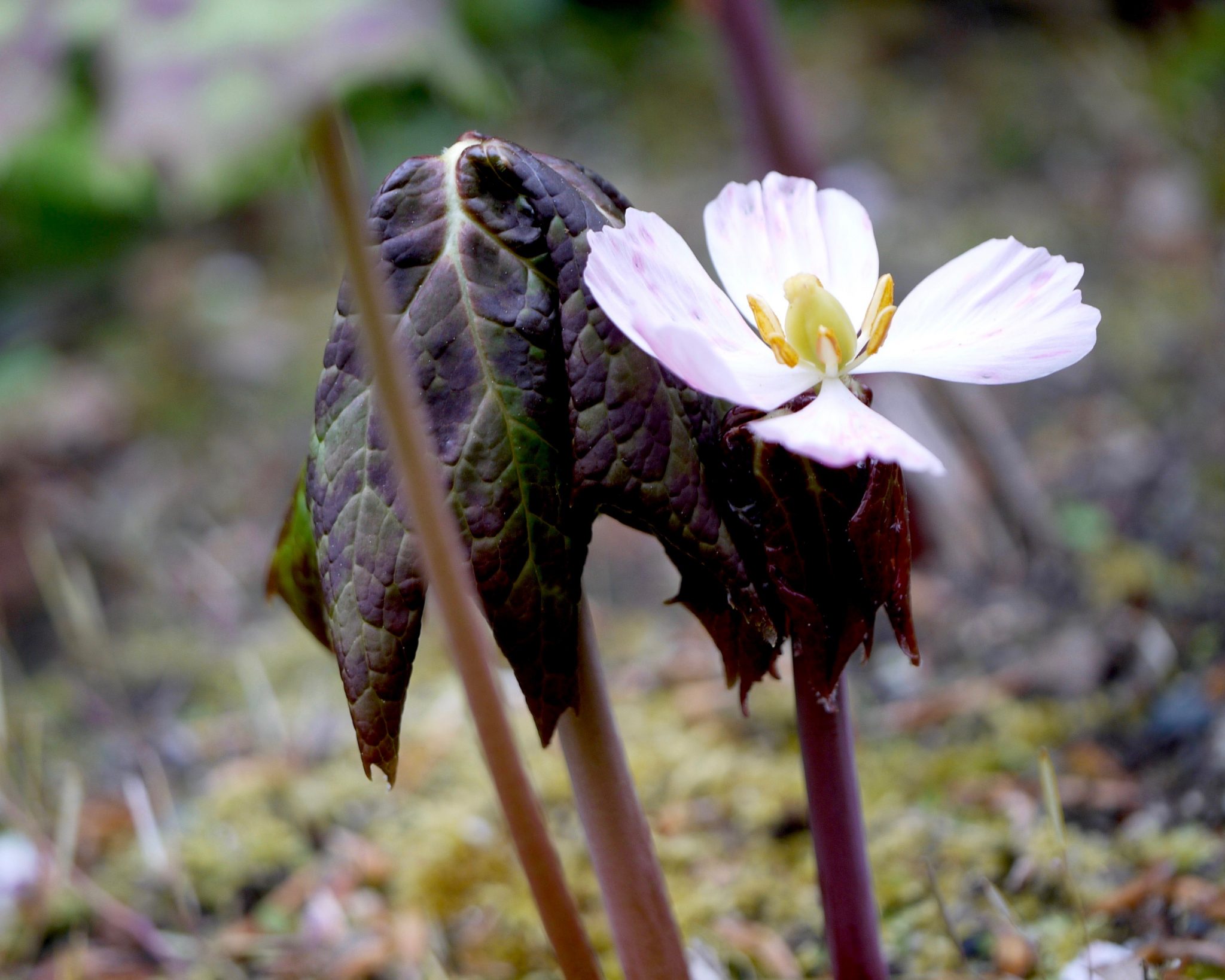 Podophyllum hexandrum - Mount Venus Nursery