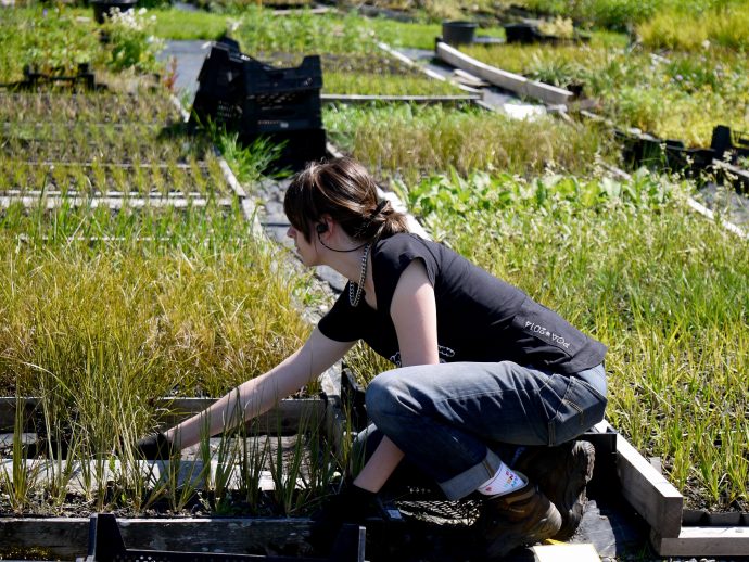 Home - Mount Venus Nursery