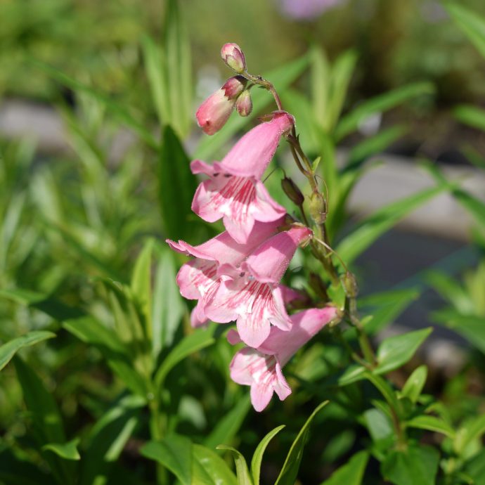 Penstemon Alice Hindley - Mount Venus Nursery