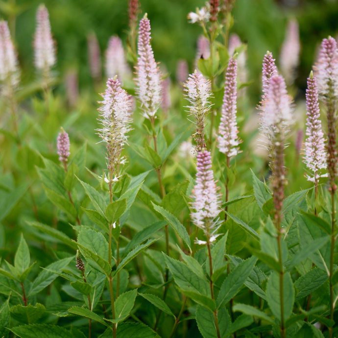 Wulfenia x schwarzii - Mount Venus Nursery