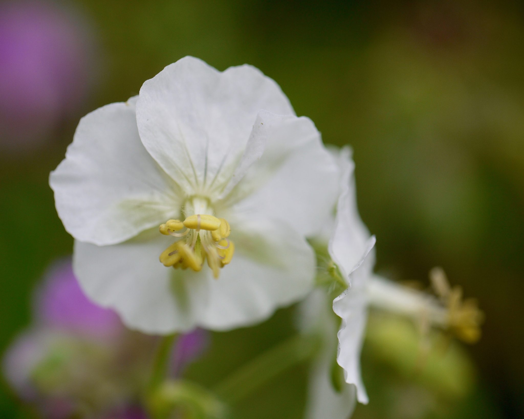 Geranium phaeum Album - Mount Venus Nursery